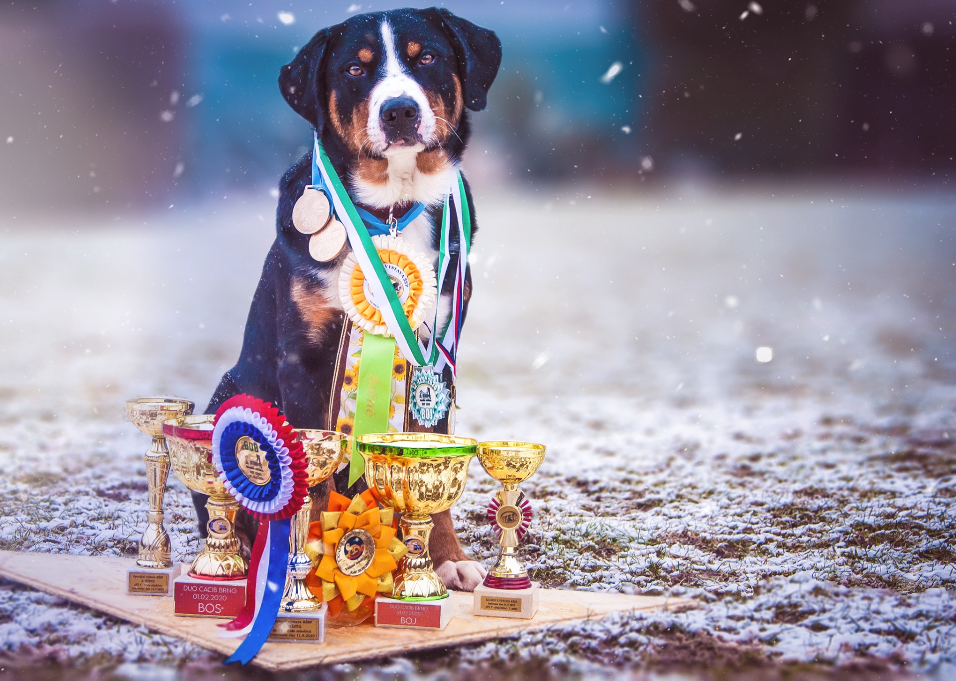 PENTUSUUNNITELMAT :: Kennel Alppikellon